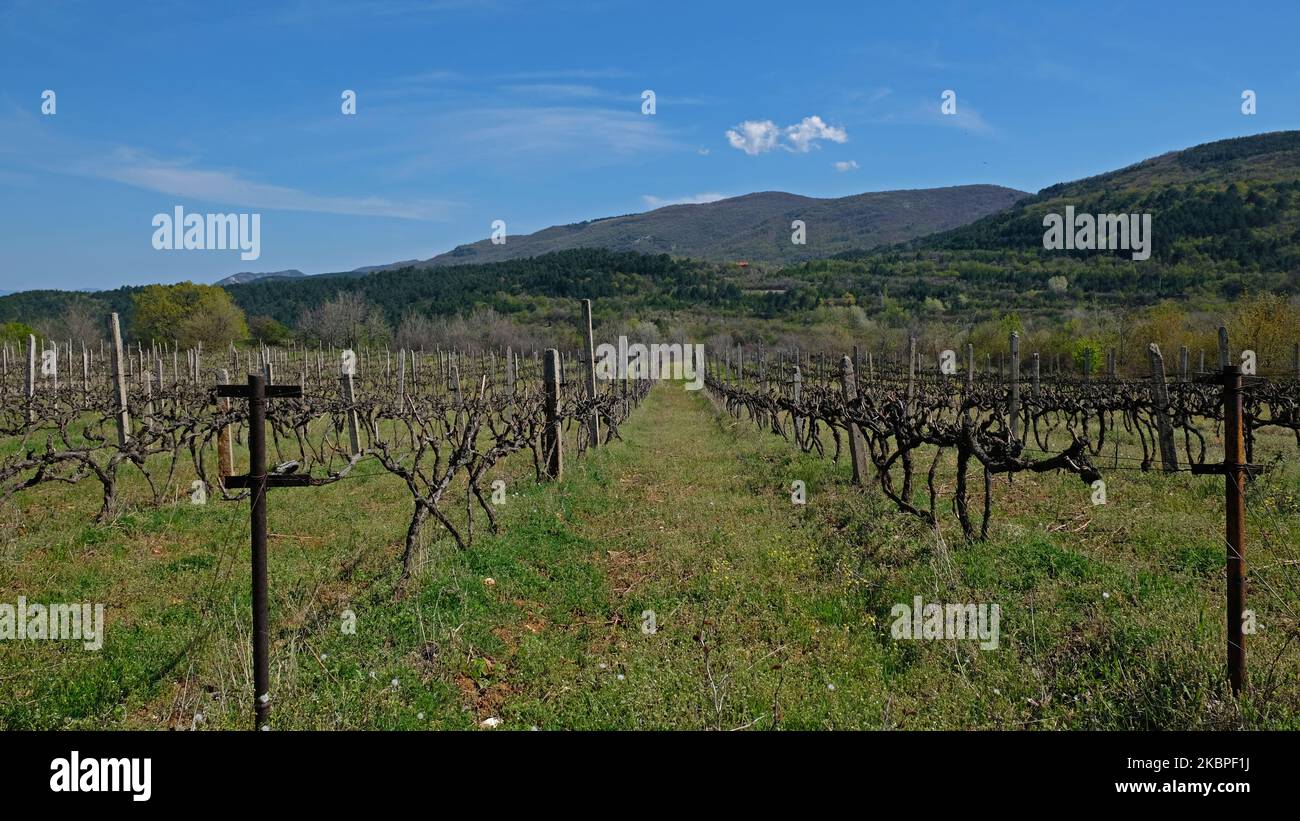 Beautiful grape hi-res stock photography and images - Alamy