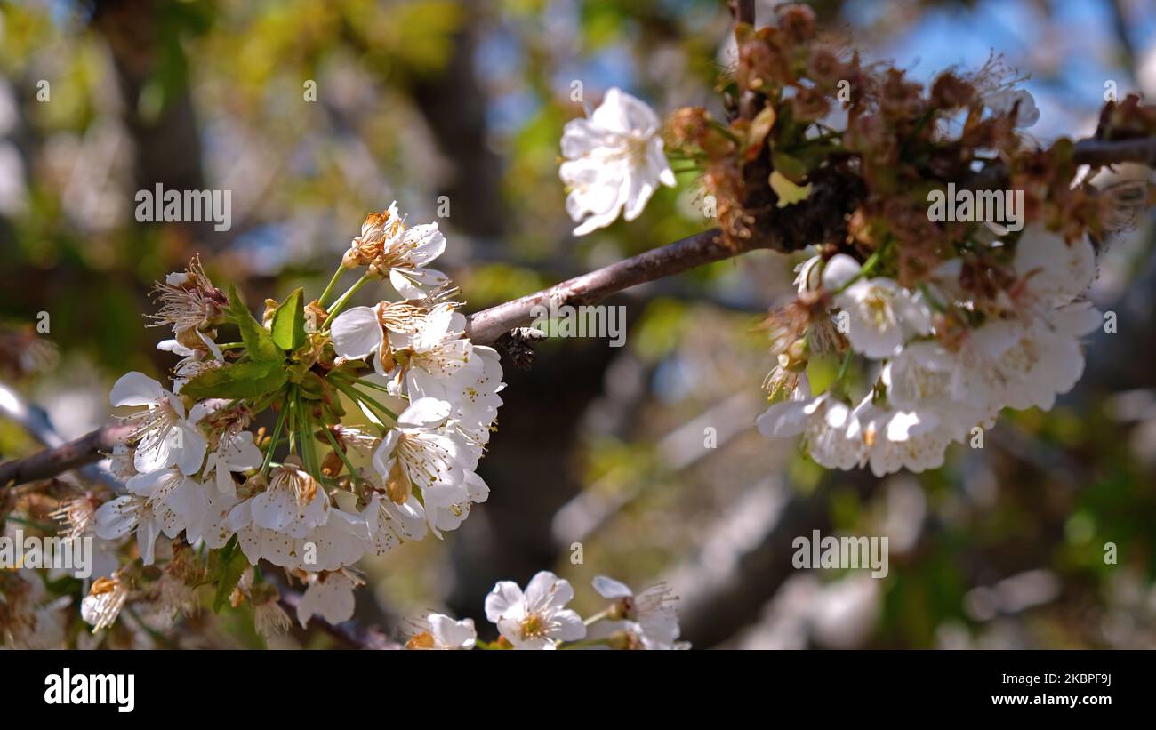Wallpaper cherry hi-res stock photography and images - Alamy