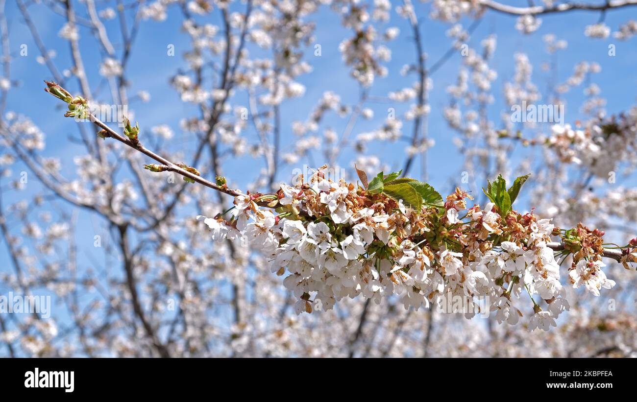 Wallpaper cherry hi-res stock photography and images - Alamy