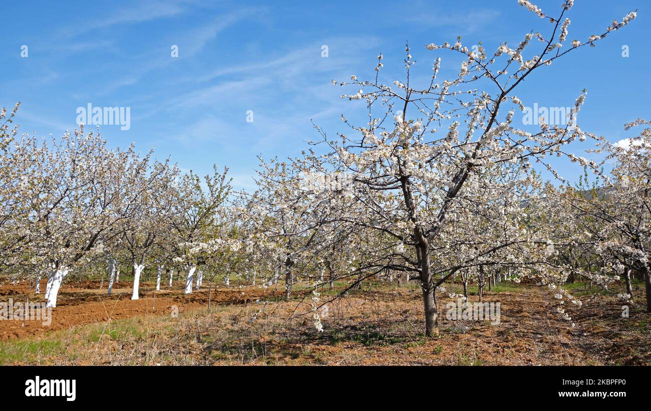 Beautiful fruit trees hi-res stock photography and images - Alamy