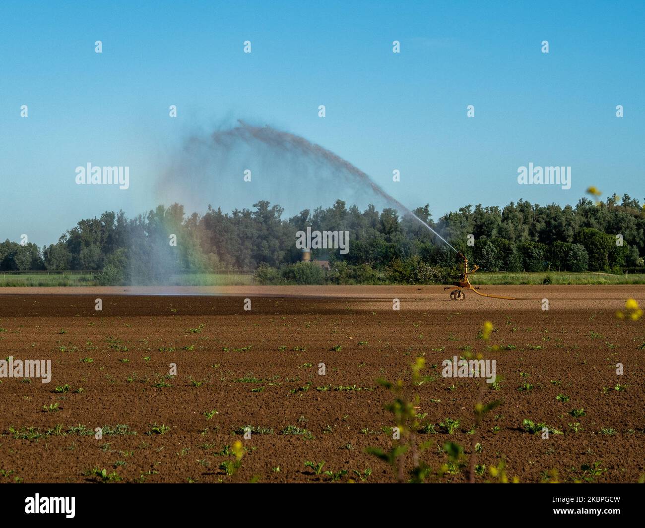 Due to persistent drought, farmers are using sprinkler systems to ...