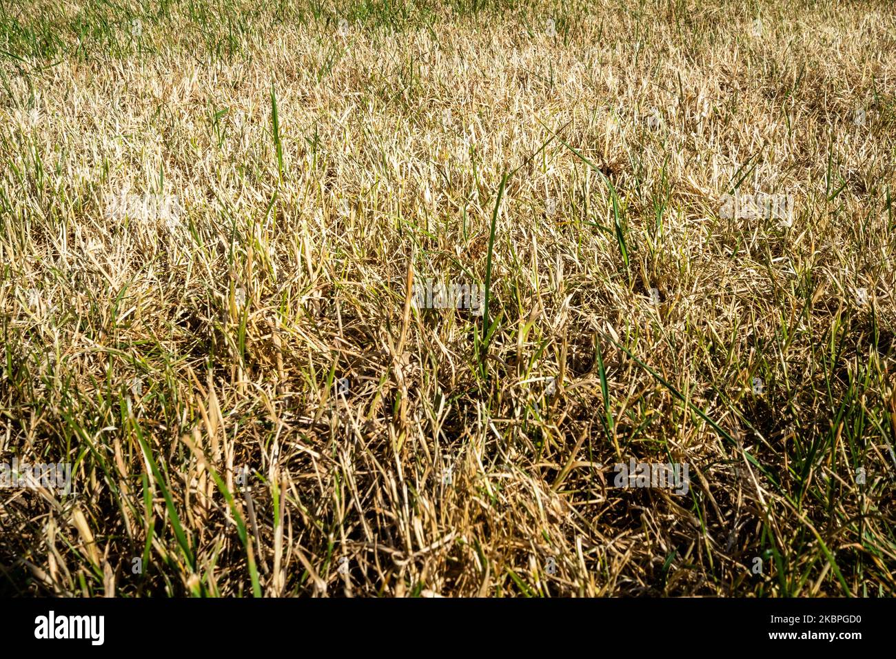 A view of a very dry field at the South of The Netherlands, on May 31st ...
