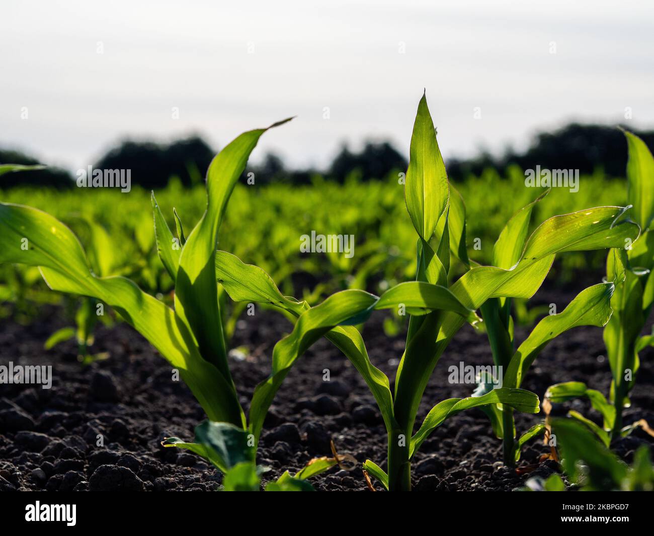 A view of a field with agricultural crops are growing during a very ...