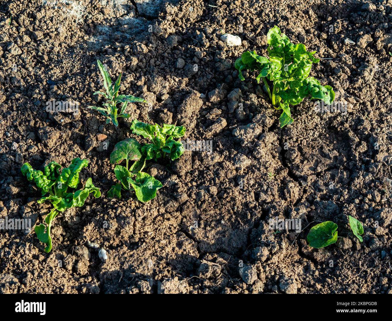 A view of a field with agricultural crops are growing during a very ...