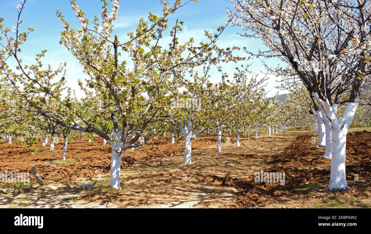 Orchard life hi-res stock photography and images - Alamy