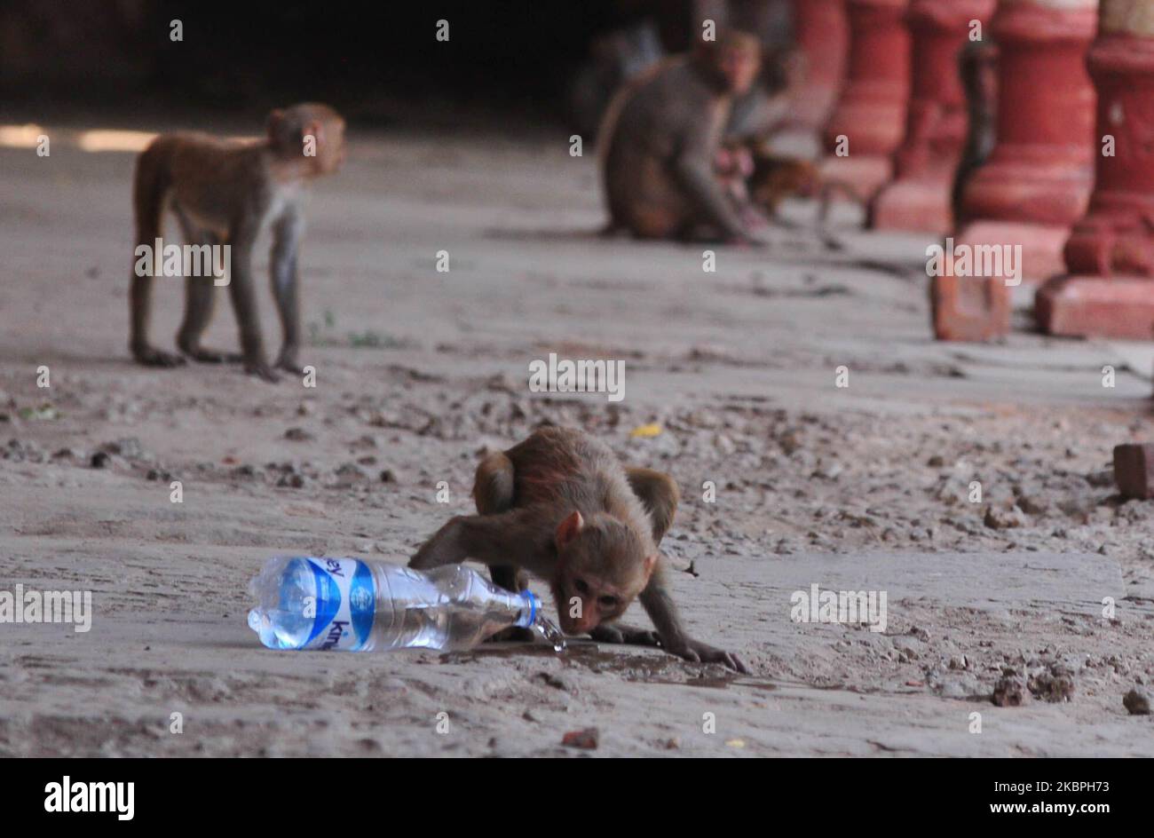 Two rhesus macaque monkeys hi-res stock photography and images - Alamy