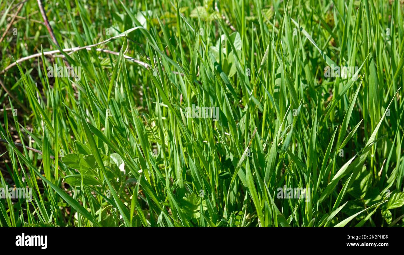 Wallpaper grass hi-res stock photography and images - Alamy