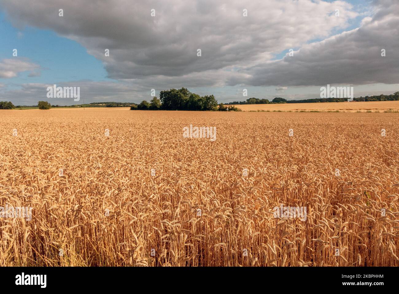 Lachaise, July 8th 2015: Farming crops in the Charente region of France ...