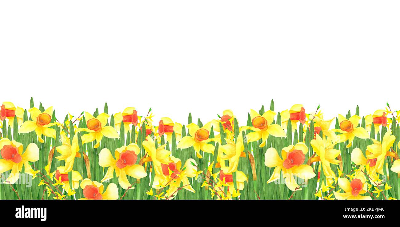 Seamless Border with spring flowers daffodils, Forsythia isolated on ...