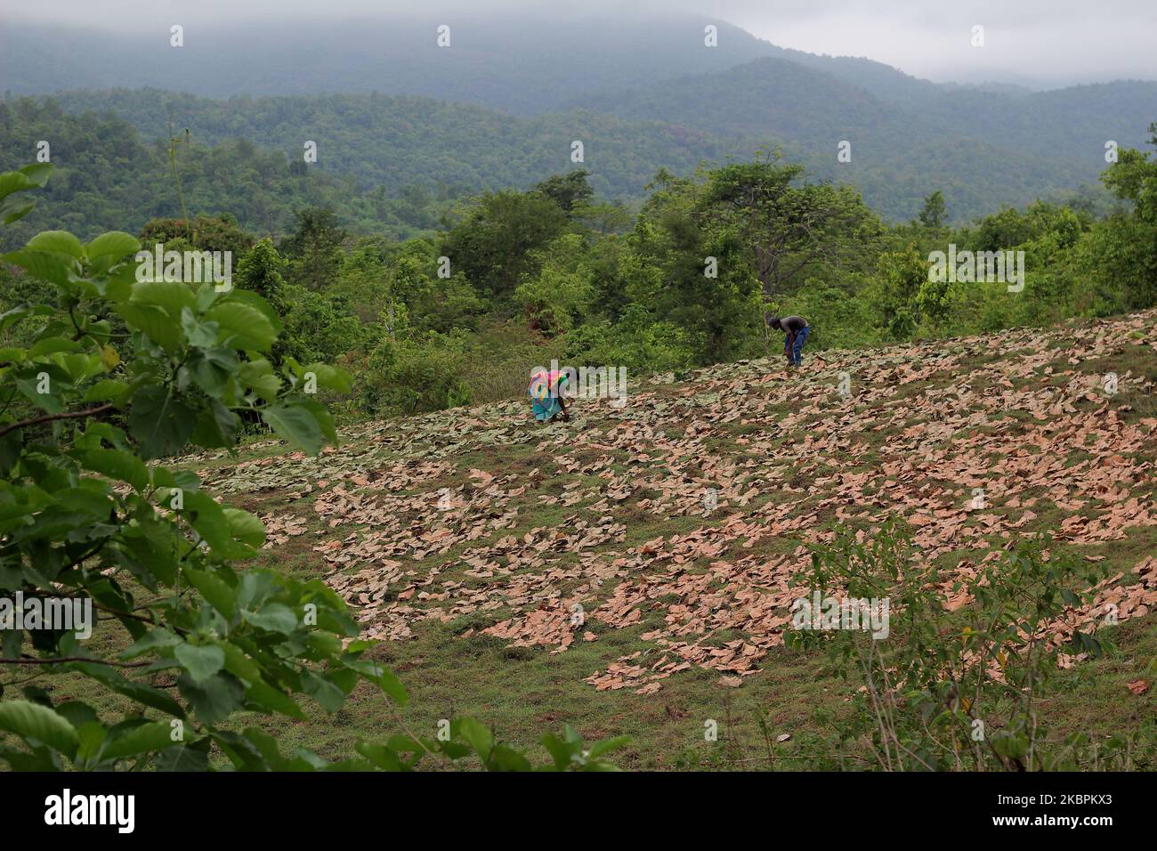 Tendu tree hi-res stock photography and images - Alamy