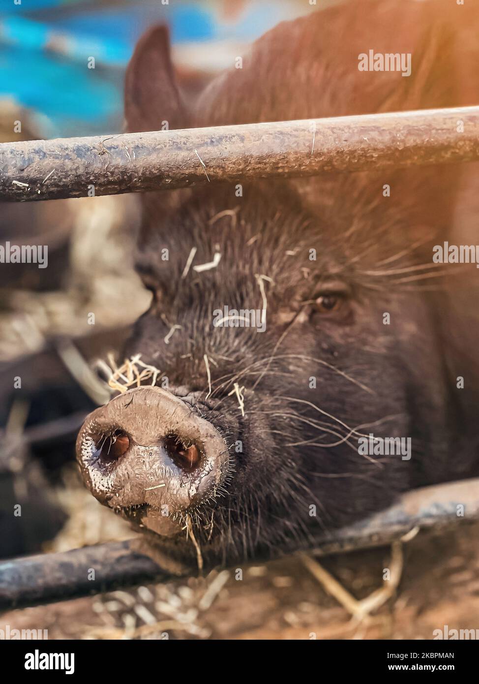 Piglet of a black pig in barn Stock Photo - Alamy