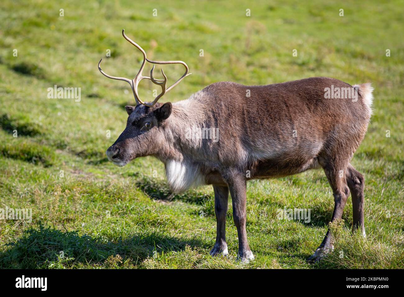 Caribou or reindeer standing in a an autumn field in Canada Stock Photo ...