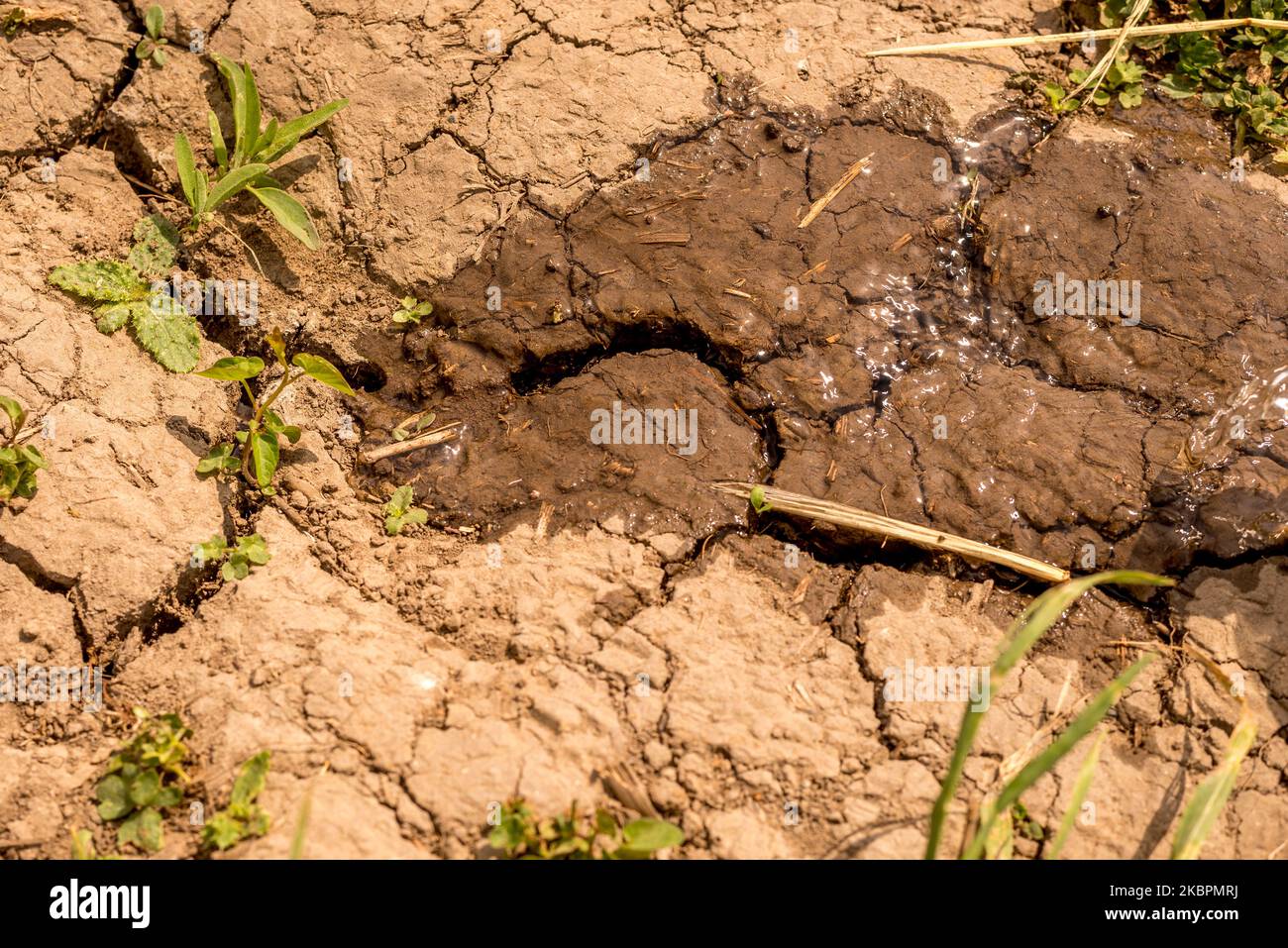 Low water level in rivers and groundwater can be seen in Ghentbrugge ...