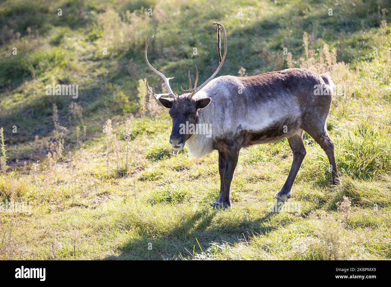One reindeer walking hi-res stock photography and images - Alamy
