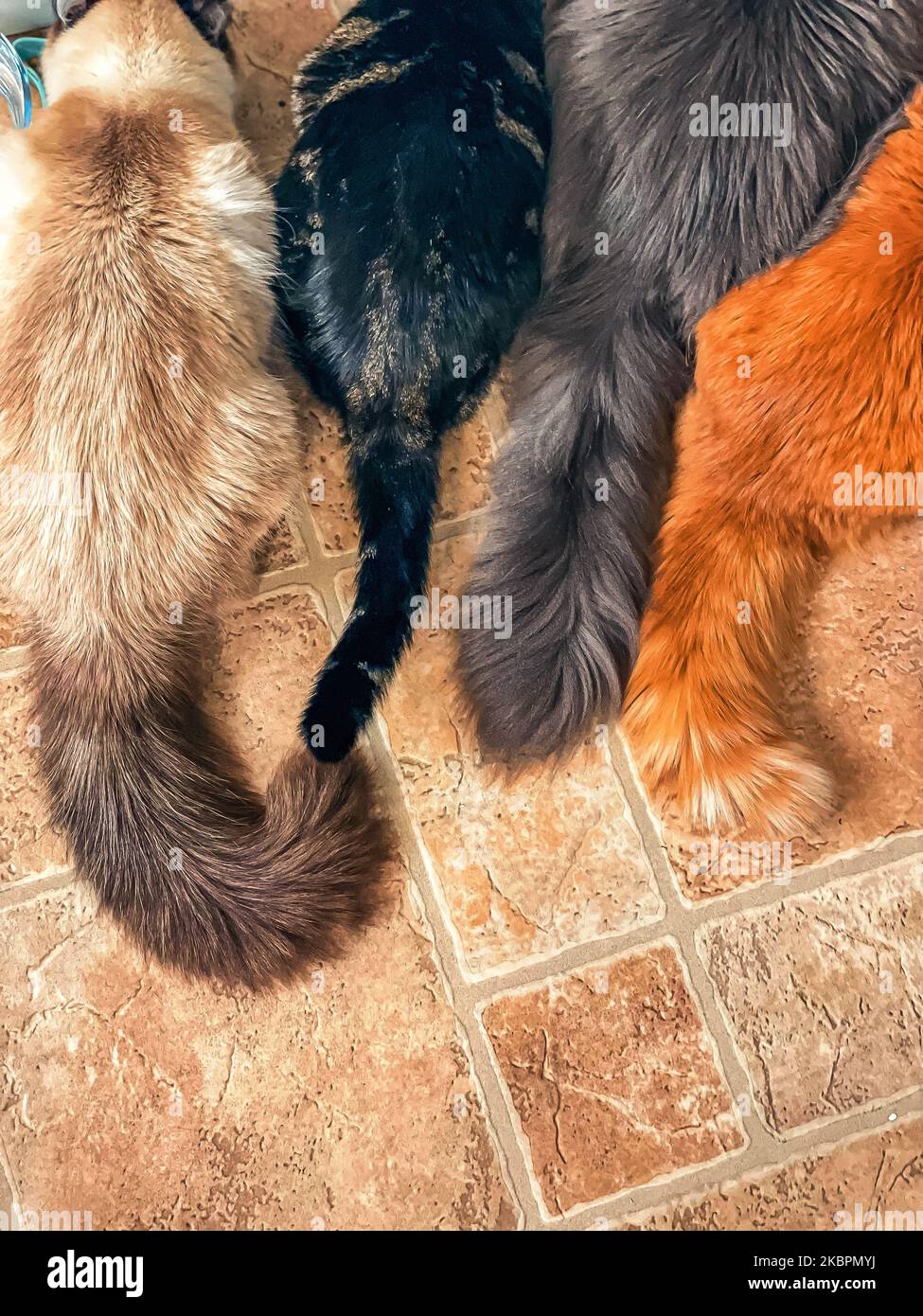 Four cat tails in house Stock Photo - Alamy