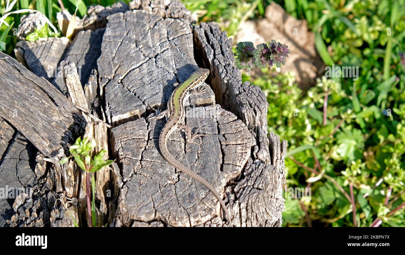 Green lizard on a tree stump Stock Photo - Alamy