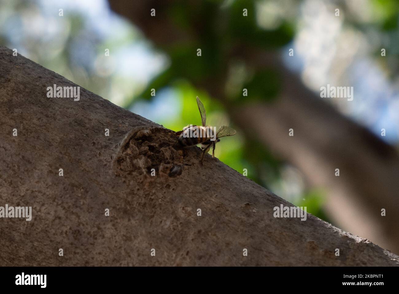 Bees collecting pollen and nectar from a flowers in Nea Artaki, Greece ...