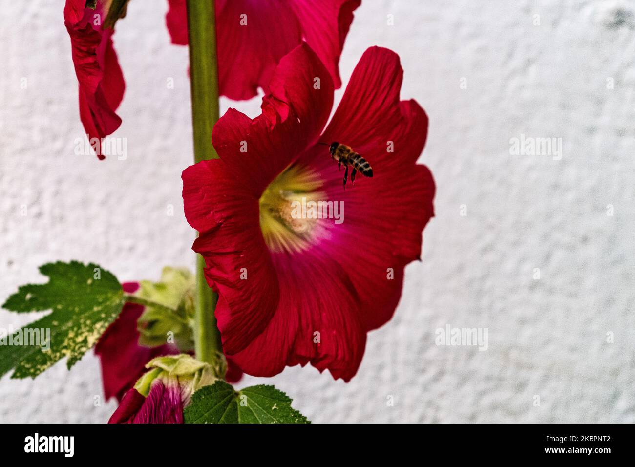 Bees collecting pollen and nectar from a flowers in Nea Artaki, Greece ...