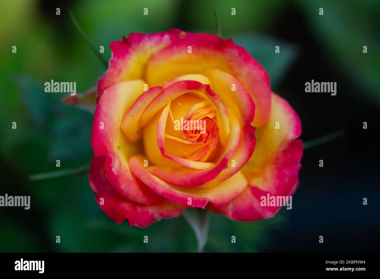 A red and yellow rose is show in L'Aquila, Italy, on June 4, 2020 ...