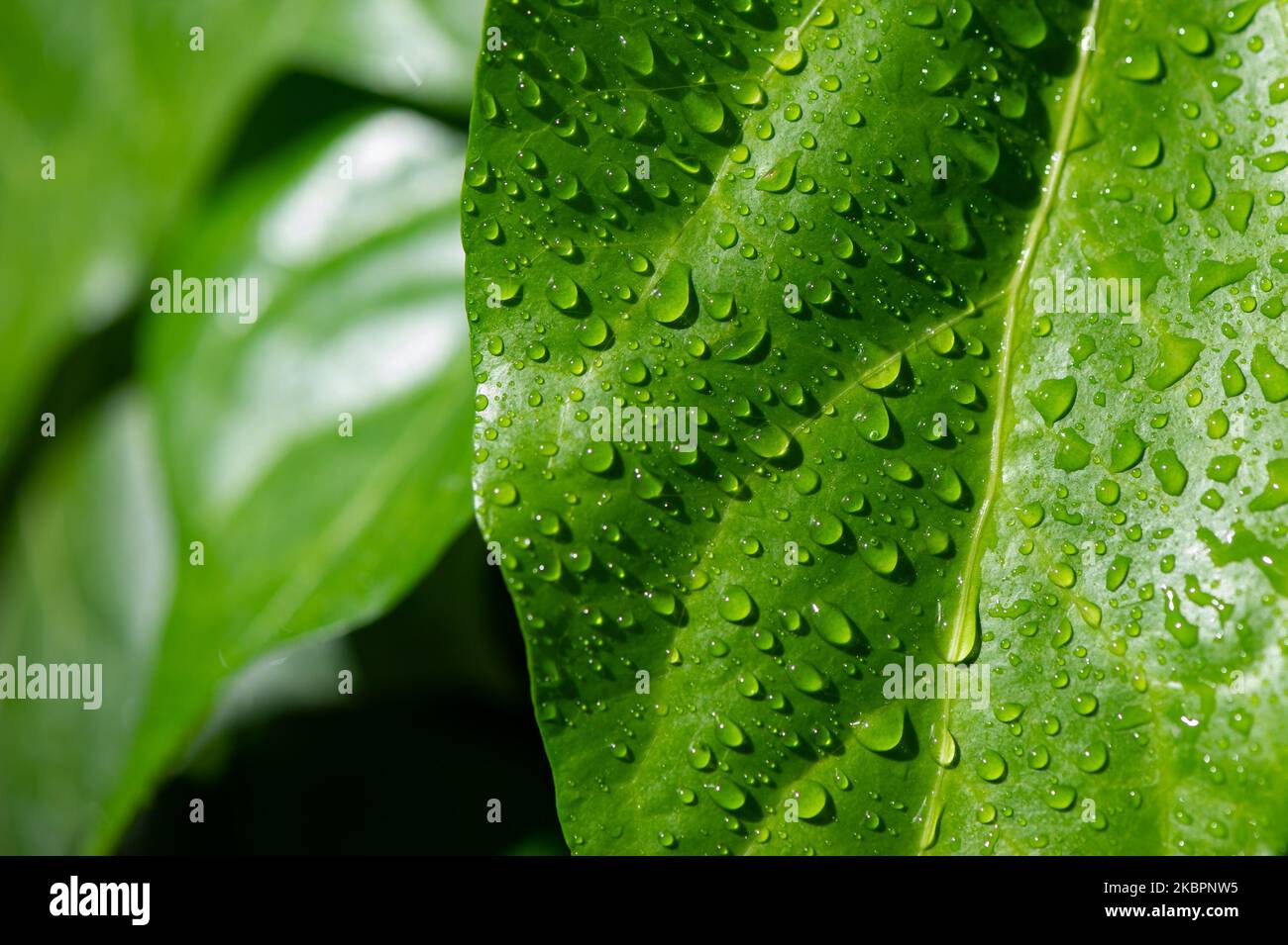 A plant green is show in L'Aquila, Italy, on June 4, 2020. World ...