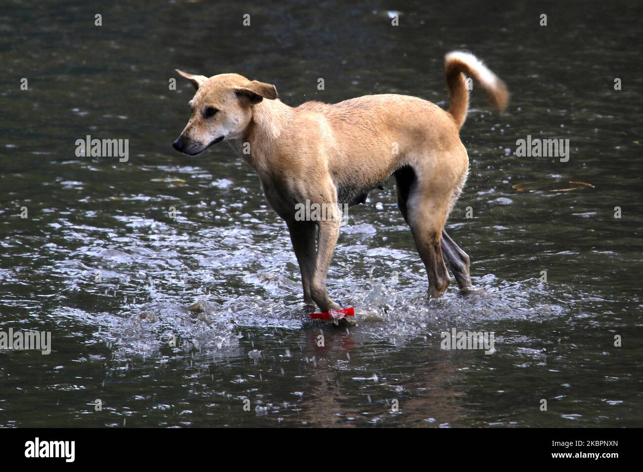 A stray dog walks through a water-logged street during Heavy rains in Ajmer, Rajasthan, India on ...
