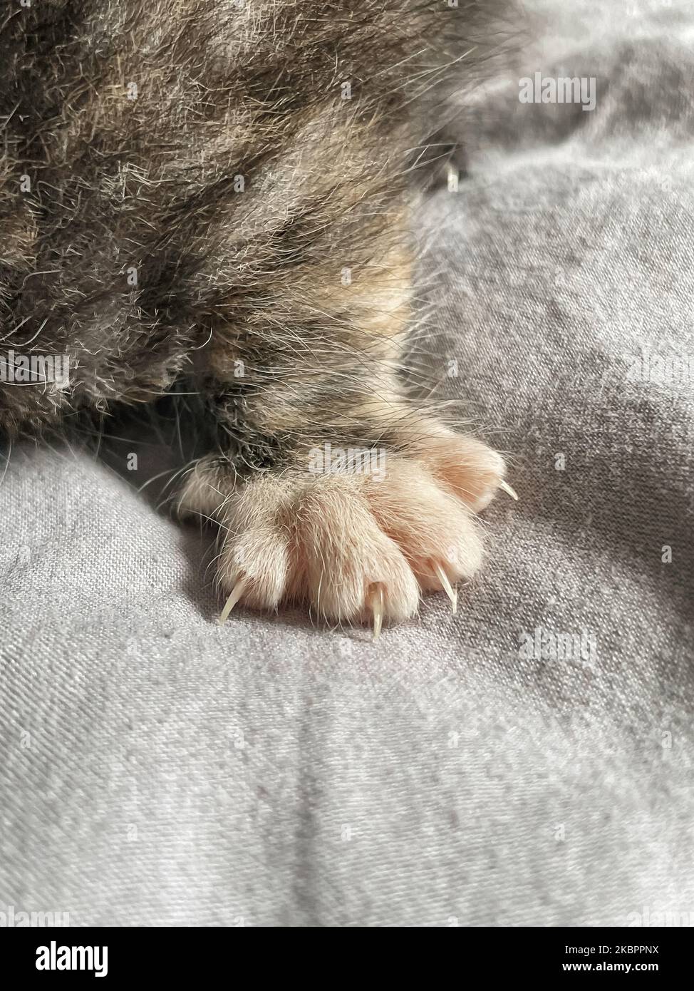 Kitten with claws hi-res stock photography and images - Alamy