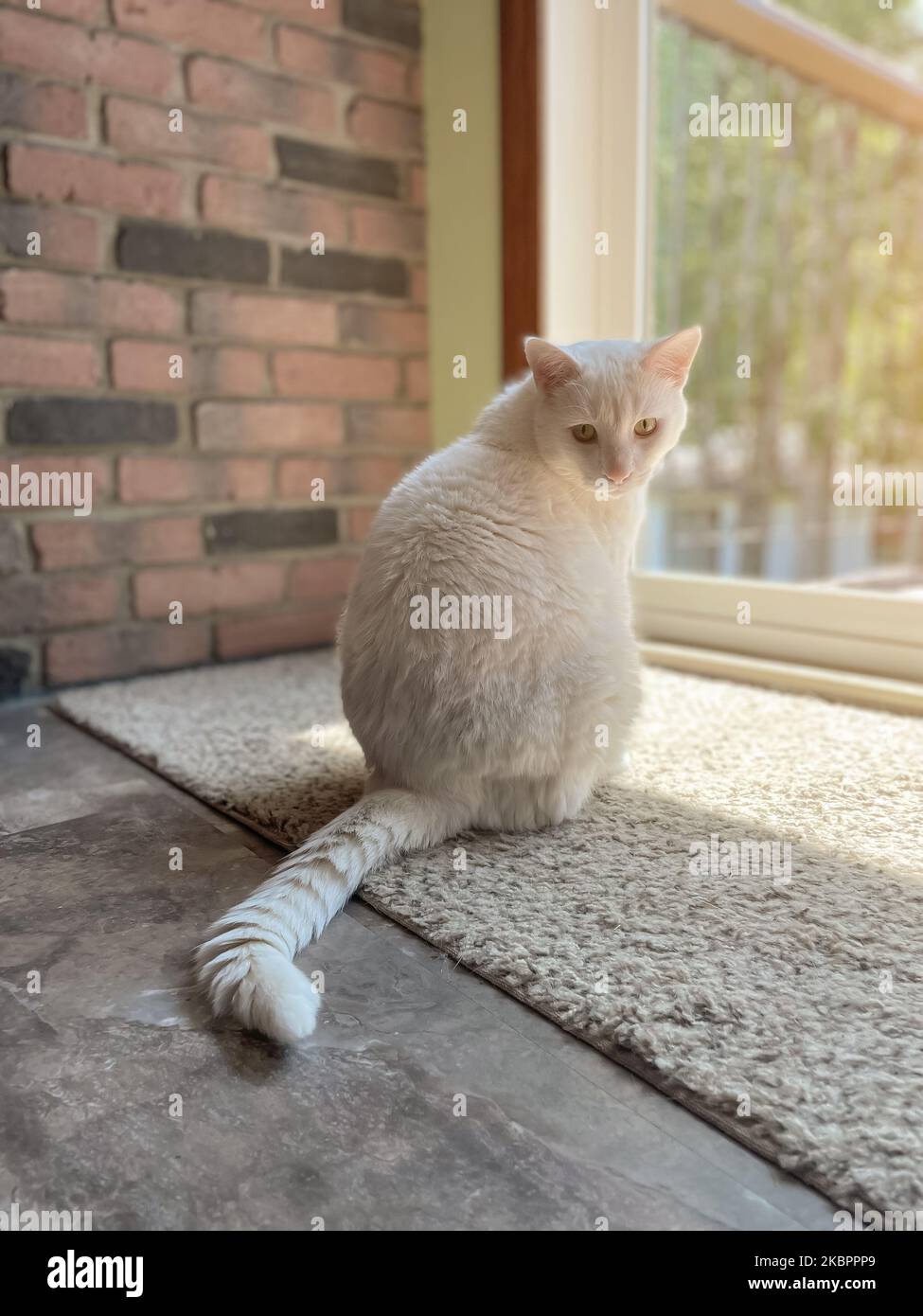 Cat sits on windowsill hi-res stock photography and images - Alamy
