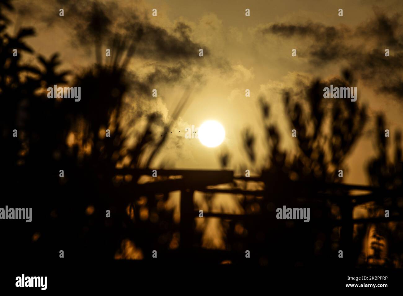The sun rises is seen behind the trees in the east of Gaza Strip, on 05 ...