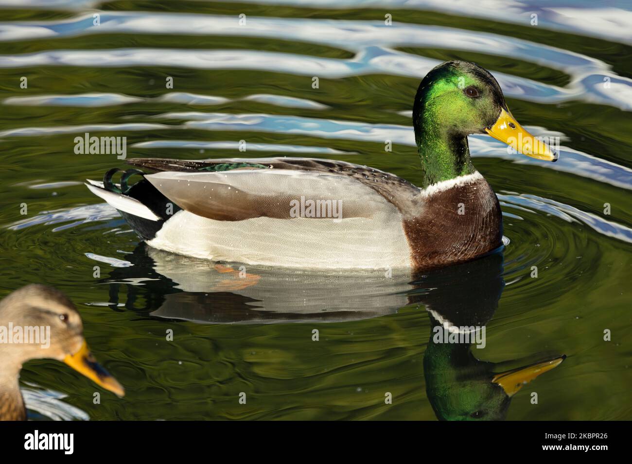 Light refraction duck hi-res stock photography and images - Alamy