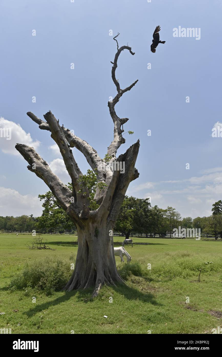 A bird flies over a leaf less tree on World Environment Day in Kolkata ...
