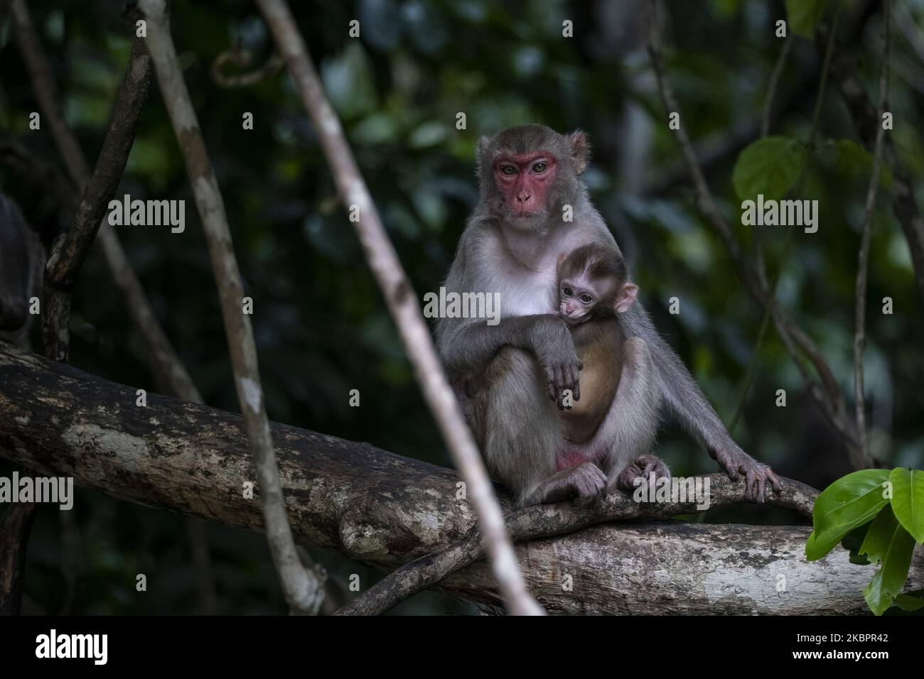 Rhesus monkeys are seen at Hlawga National Park on the United Nations ...