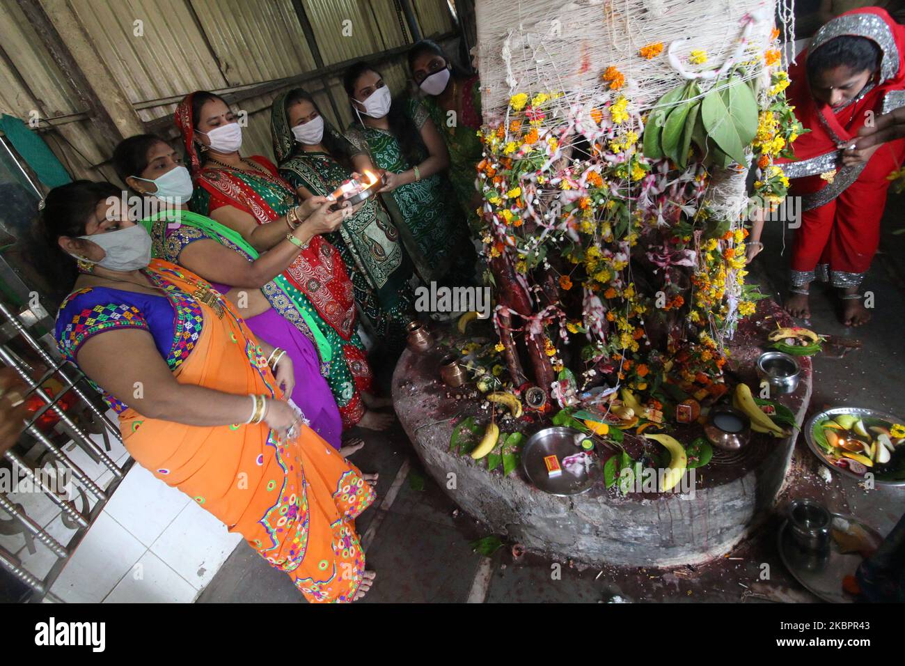 Devotees wearing face masks offer worship to the sacred banyan tree ...