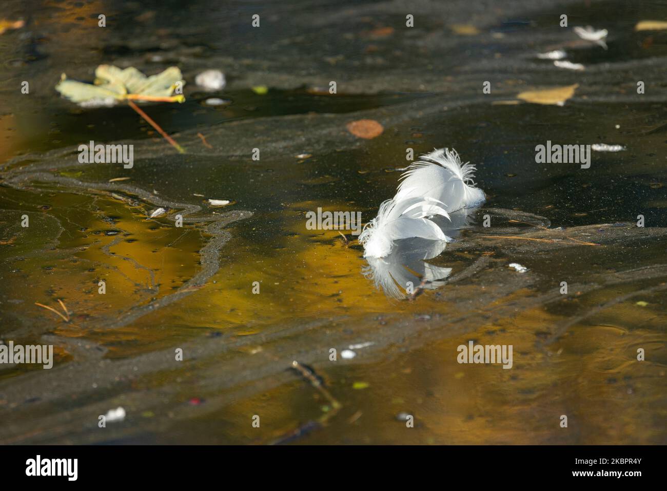 Body feathers discarded by a Mute Swan as it preened. These delicate ...