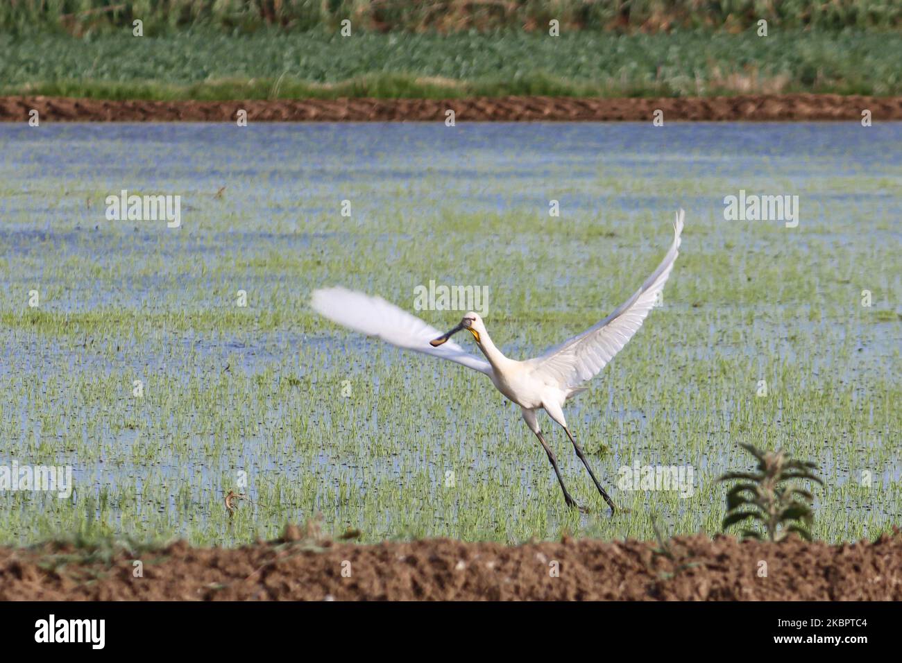 A Eurasian Spoonbill or Platalea leucorodia the white long beak bird as ...