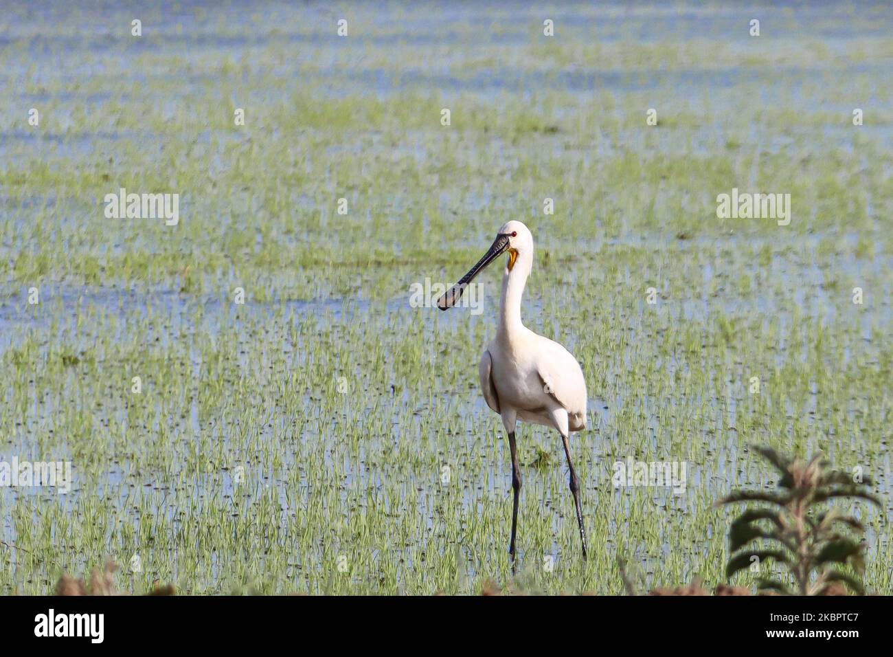 A Eurasian Spoonbill or Platalea leucorodia the white long beak bird as ...