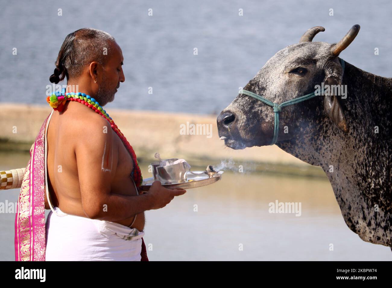 Indian Hindu Priest offers prayers to a cow at the Holy Lake of Pushkar ...