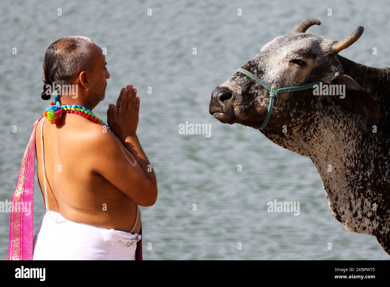 Indian Hindu Priest offers prayers to a cow at the Holy Lake of Pushkar ...