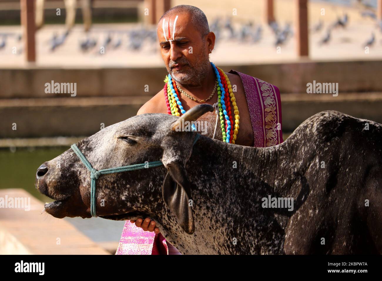 Indian Hindu Priest offers prayers to a cow at the Holy Lake of Pushkar ...