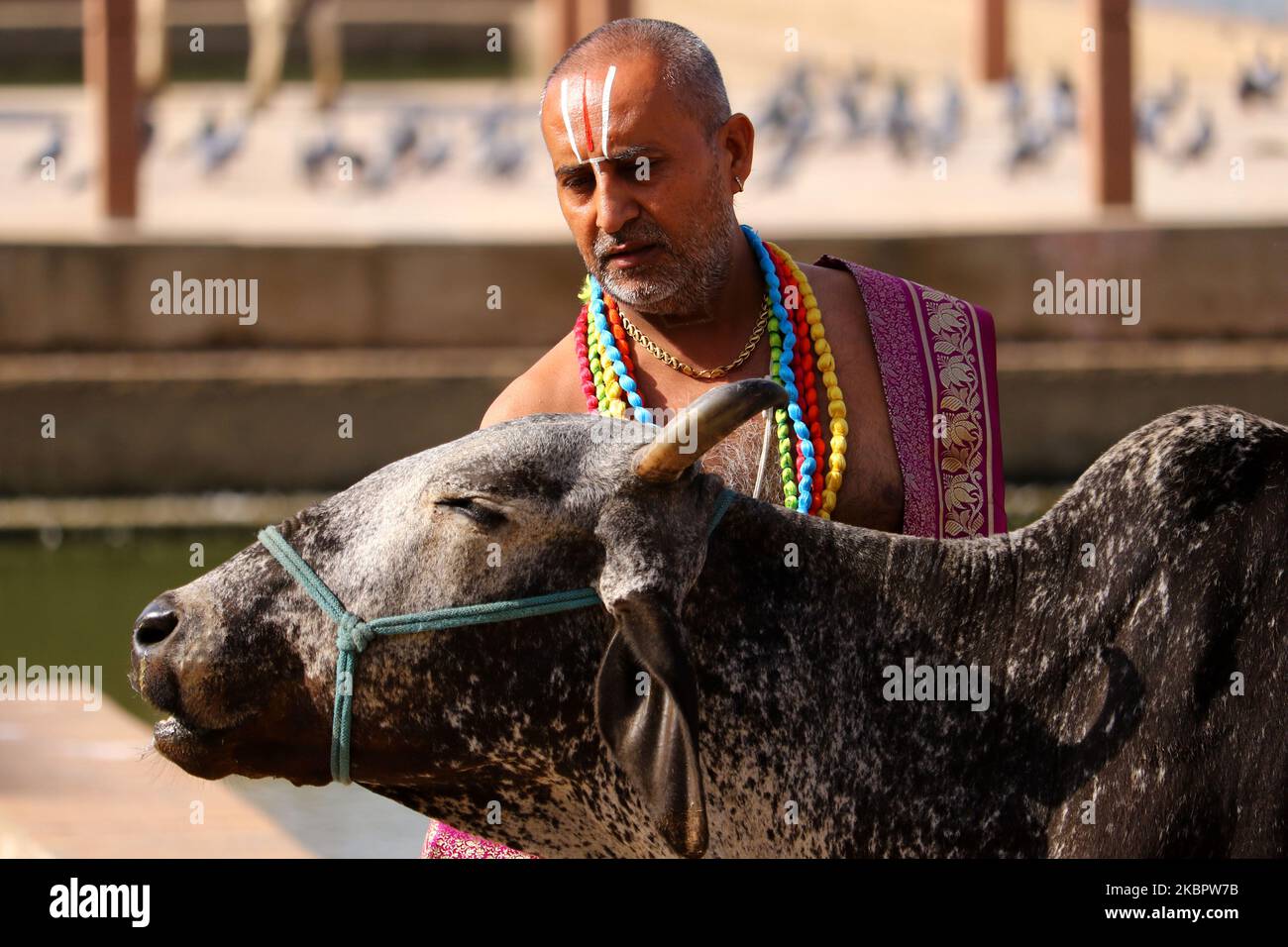 Indian Hindu Priest offers prayers to a cow at the Holy Lake of Pushkar ...