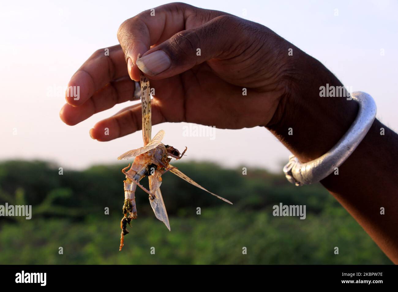 Swarms of locust attack in outskirts village of Ajmer, Rajasthan, India ...
