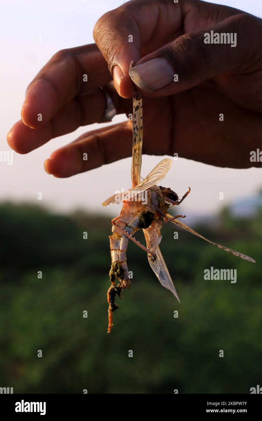 Swarms of locust attack in outskirts village of Ajmer, Rajasthan, India ...