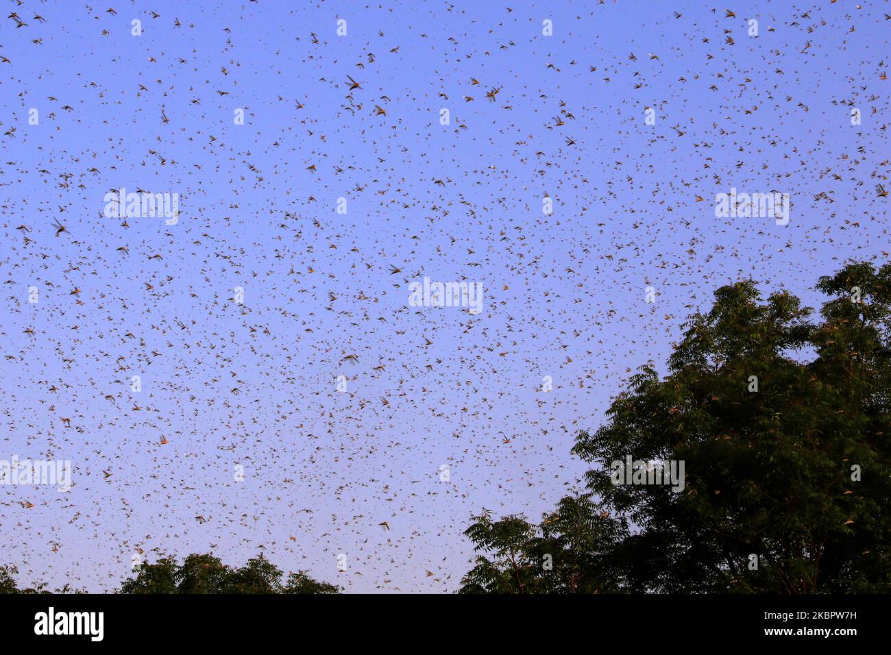 Swarms of locust attack in outskirts village of Ajmer, Rajasthan, India ...