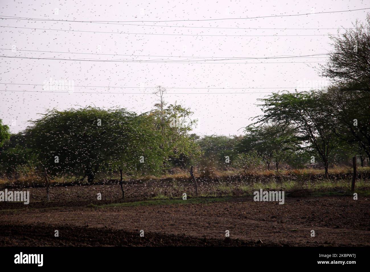 Swarms of locust attack in outskirts village of Ajmer, Rajasthan, India ...
