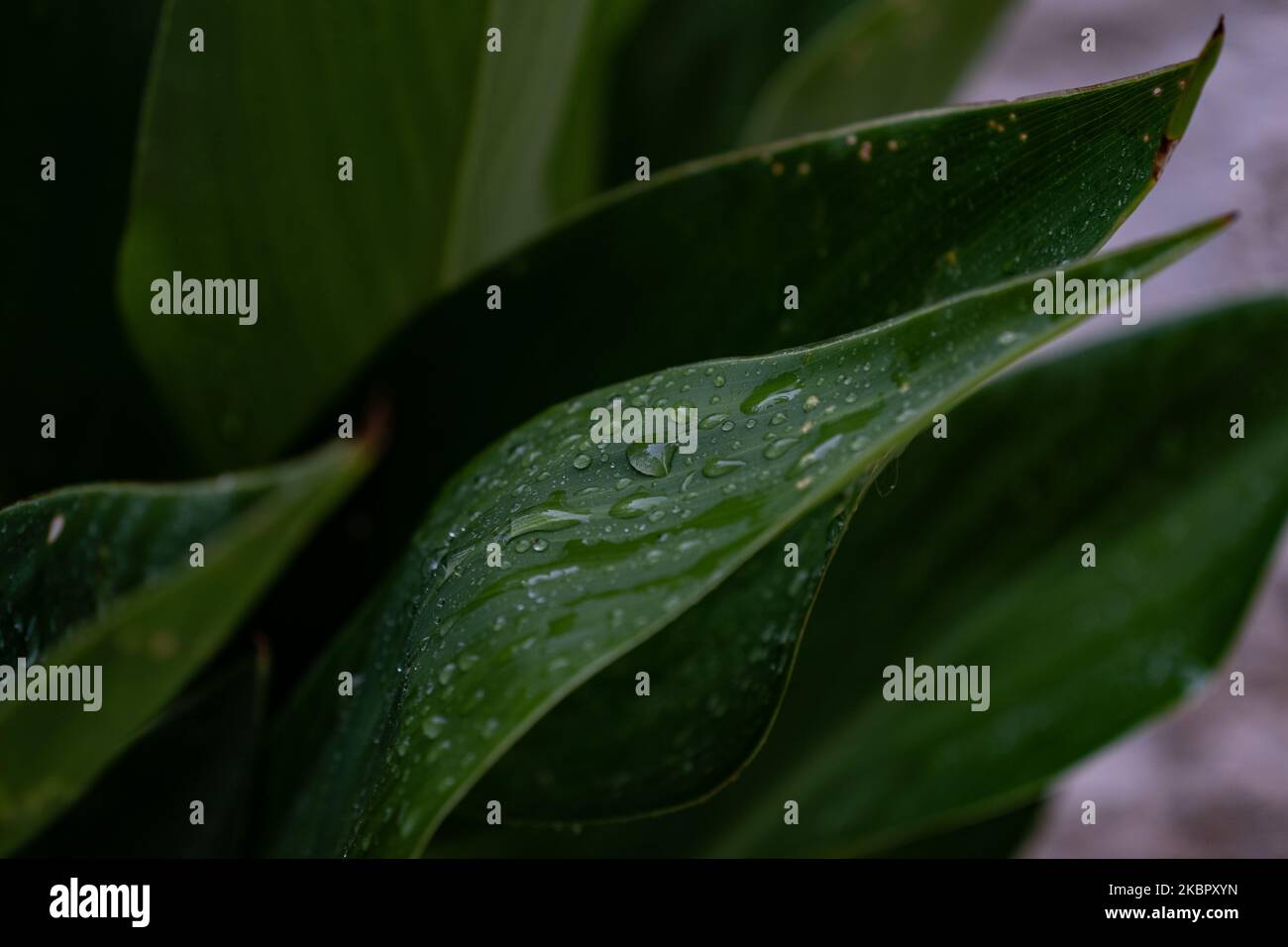 Raindrops falling on leaves, In Nea Artaki on June 6, 2020(Photo by ...