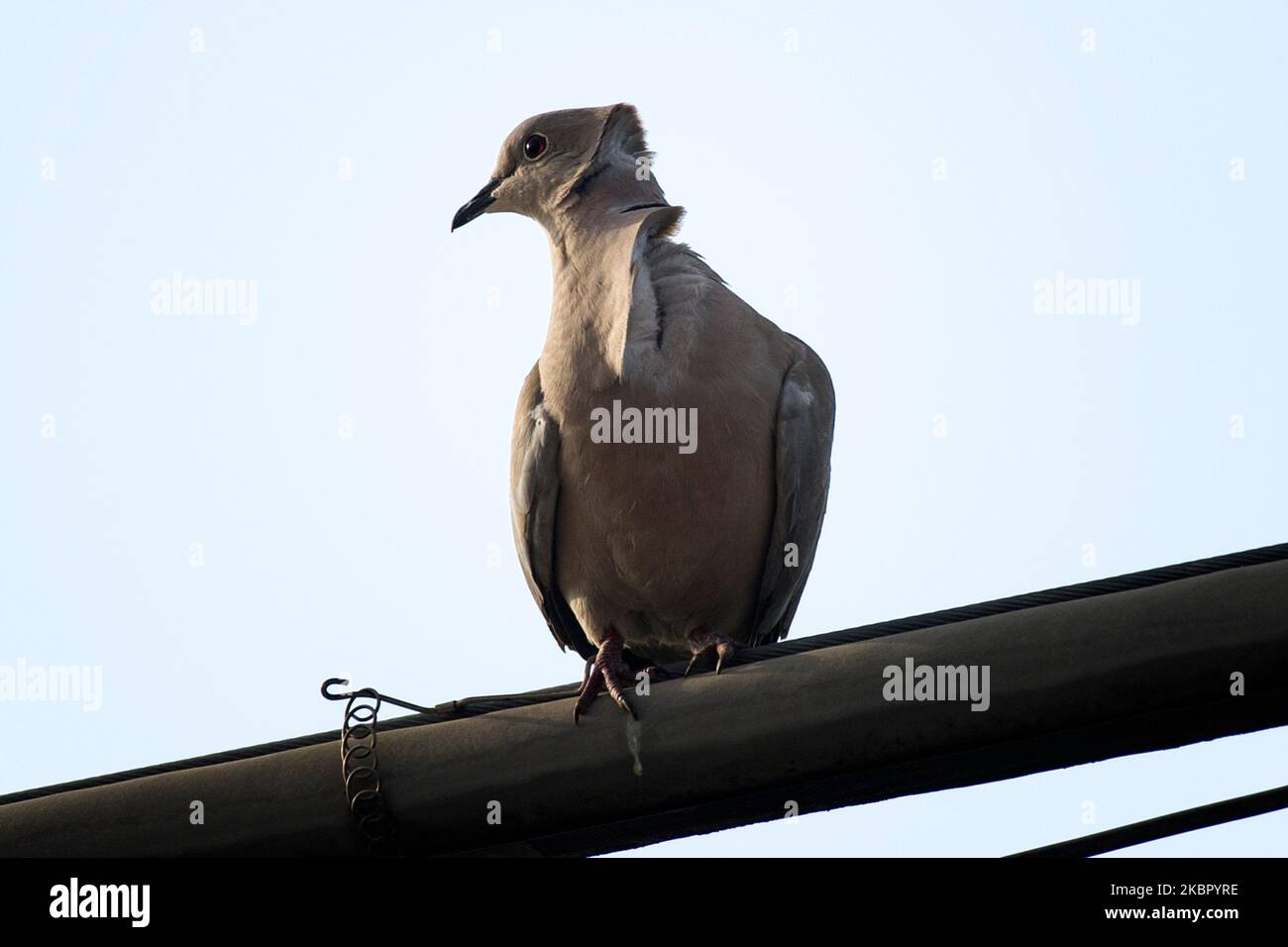 Collared dove also known as oriental dove "Streptopelia decaocto ...