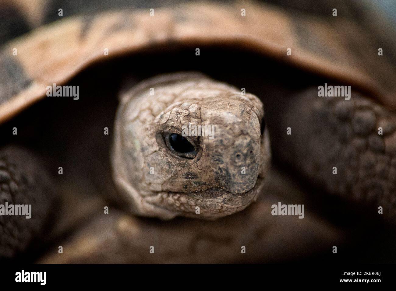 Land tortoise also called Hermann's tortoise, belonging to the reptile ...