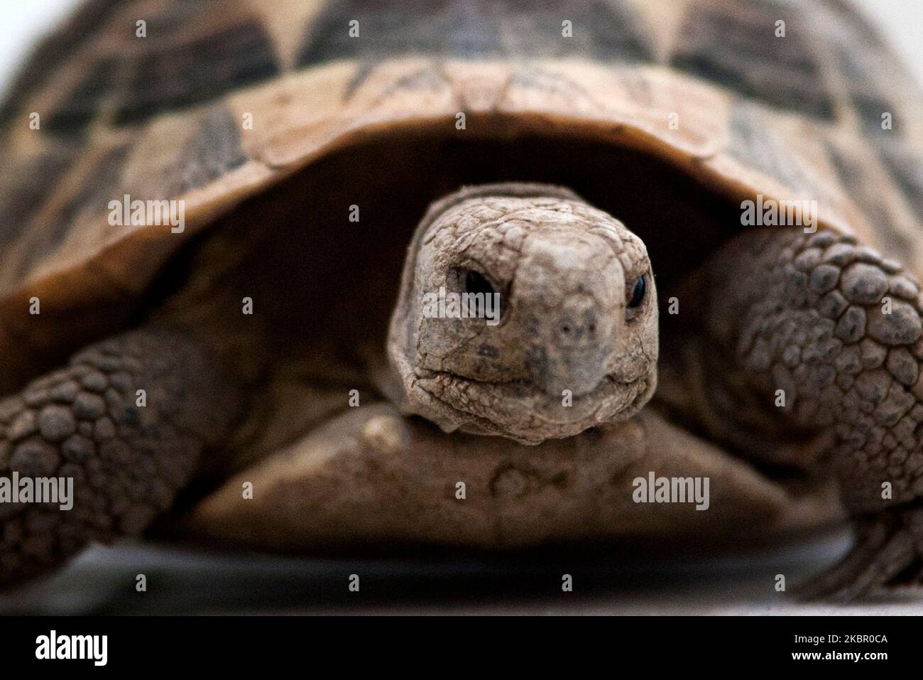 Land tortoise also called Hermann's tortoise, belonging to the reptile ...