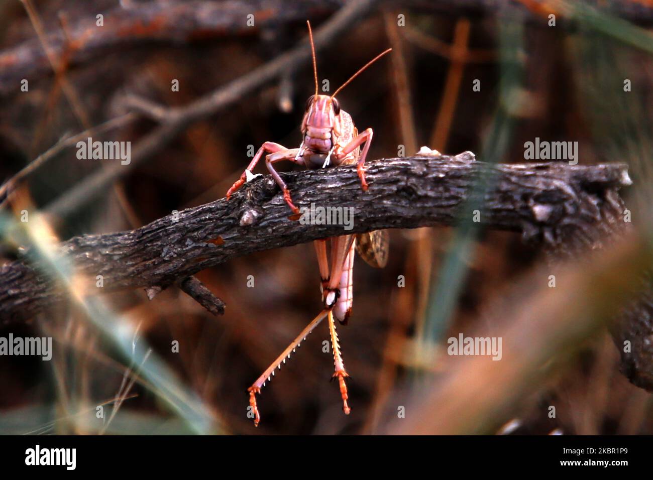 Locust swarms hi-res stock photography and images - Alamy