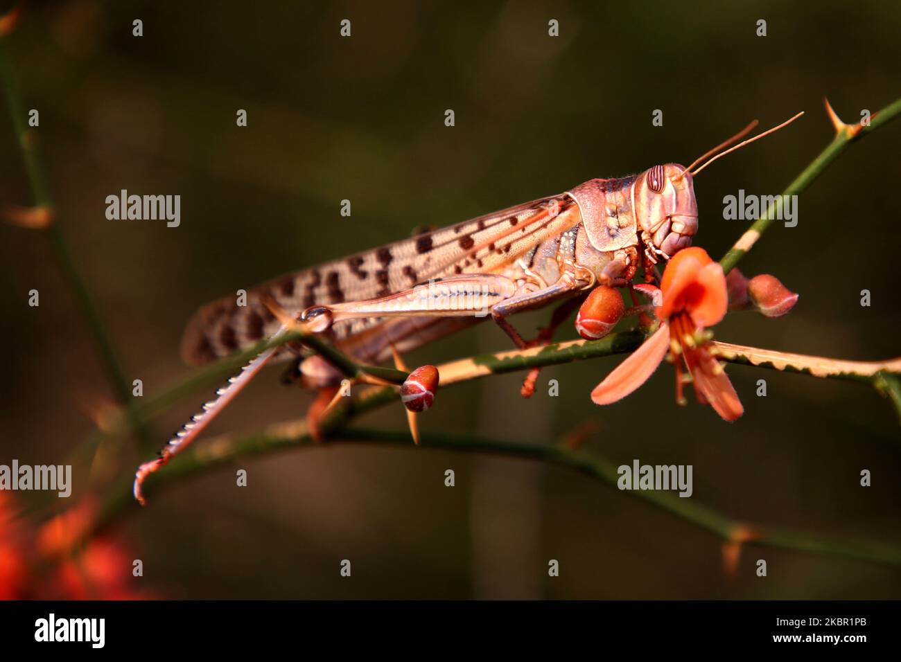 Locust swarms hi-res stock photography and images - Alamy