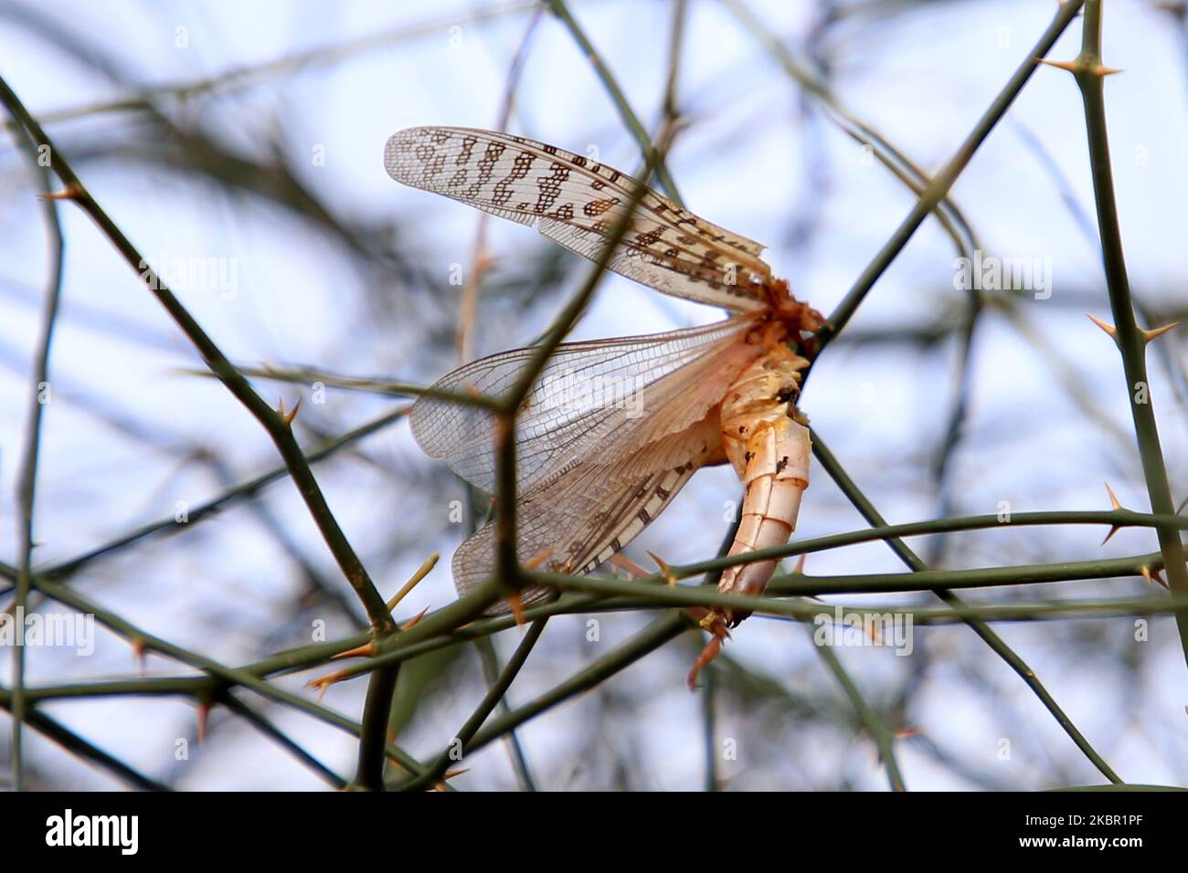 Locust swarms hi-res stock photography and images - Alamy
